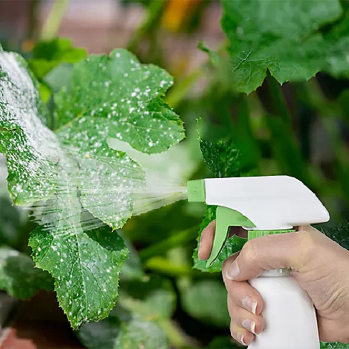 9 Effective Ways to Get Rid of Powdery Mildew Quickly