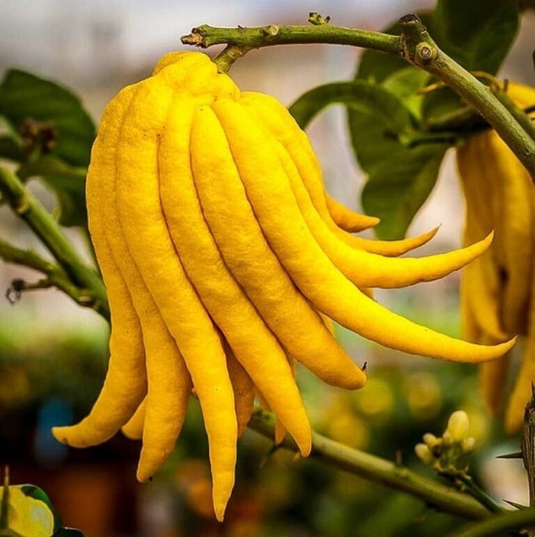 22 Different Types of Lemons (with Pictures)