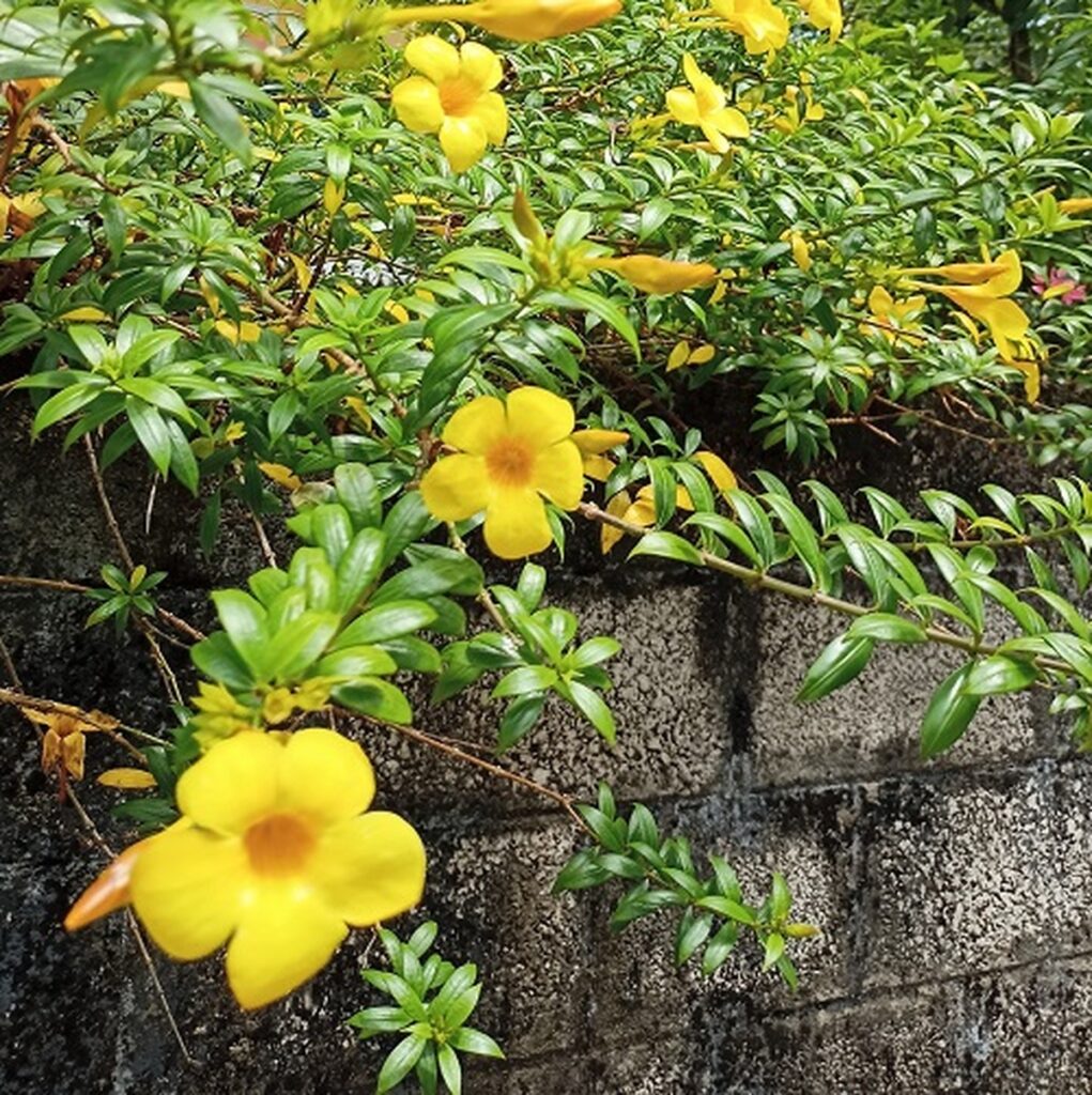 21 Beautiful Brazilian Flowers That Brighten Any Garden