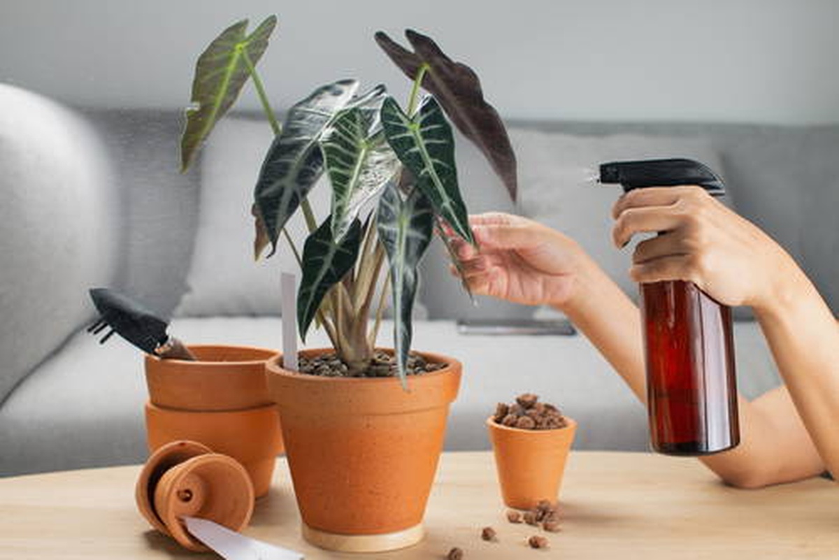 8 Easy DIY Leaf Shiner Recipes for Stunning Plant Glow