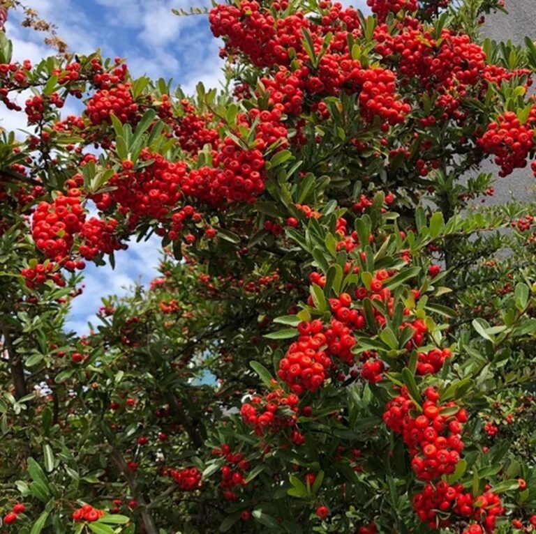 53 Amazing Low Maintenance Evergreen Shrubs for Your Garden