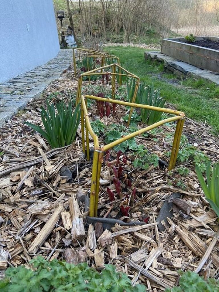 25 Genius Plant Support Ideas That Really Work