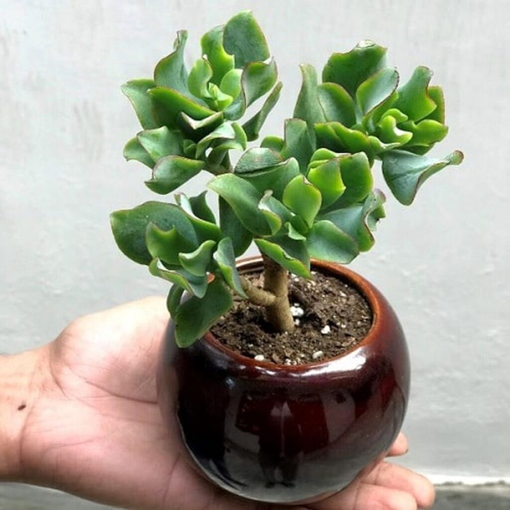 33 Stunning Types of Jade Plants to Brighten Any Space