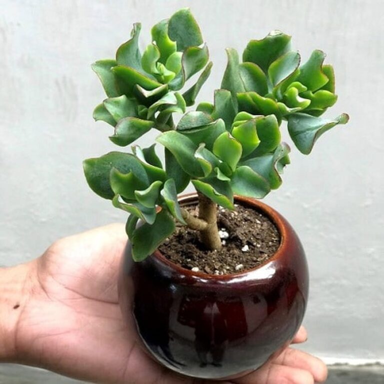 33 Stunning Types of Jade Plants to Brighten Any Space