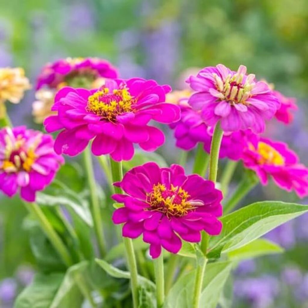 17 Breathtaking Hot Pink Flowers That Brighten Any Garden