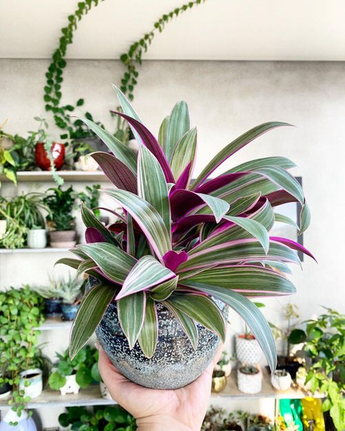 8 Stunning Types of Moses in the Cradle That Brighten Any Home