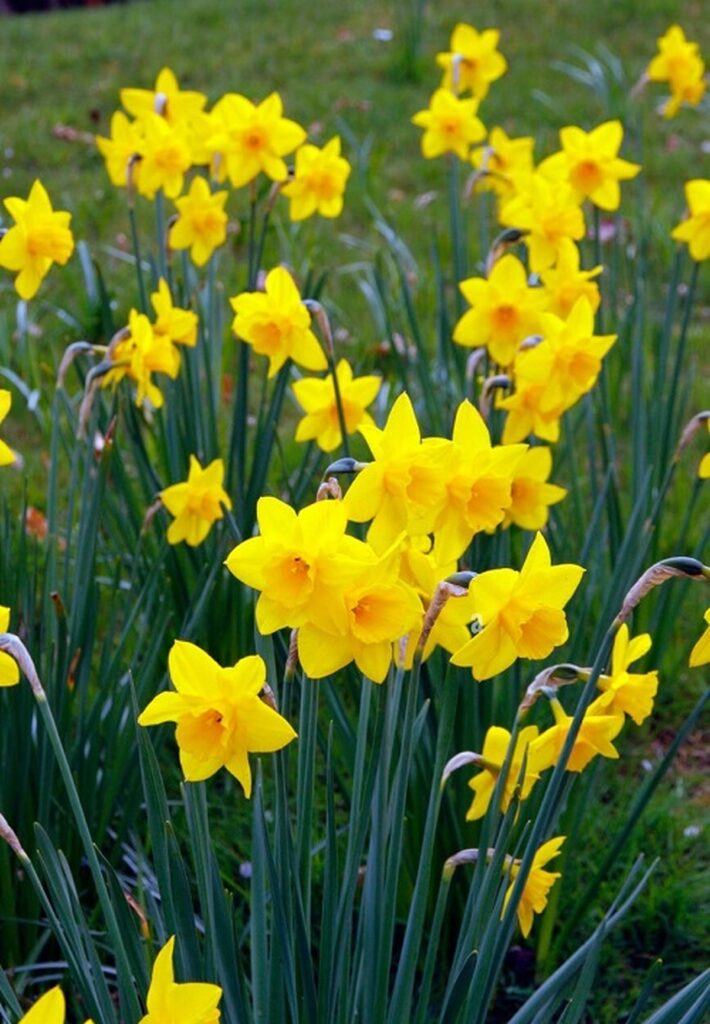 26 Stunning Gold Flowers That Add Luxury To Any Garden