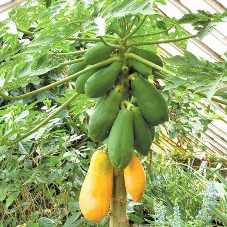 14 Delicious Papaya Varieties: Different Types of Papayas to Try