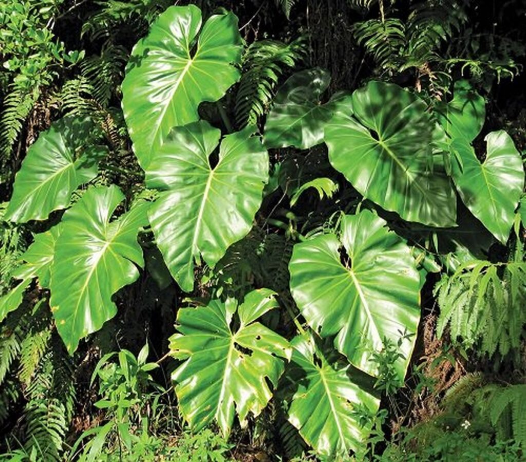 27 Stunning Big Leaf Outdoor Plants for Garden
