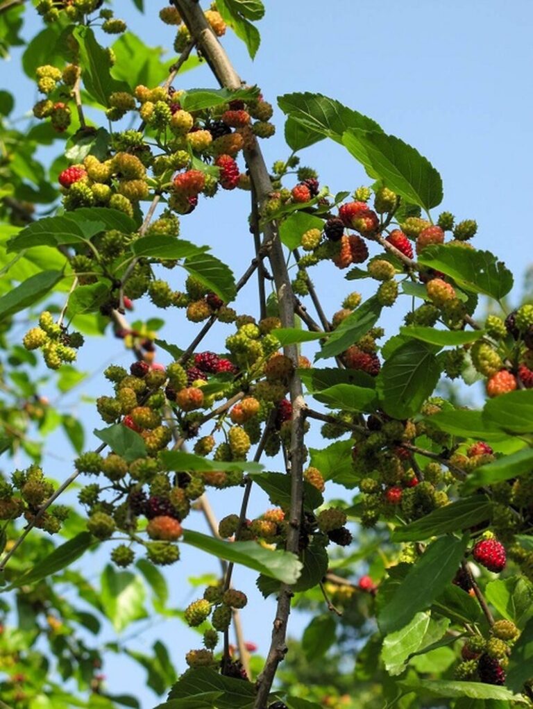 22 Amazing Fruit Trees that Grow in NC