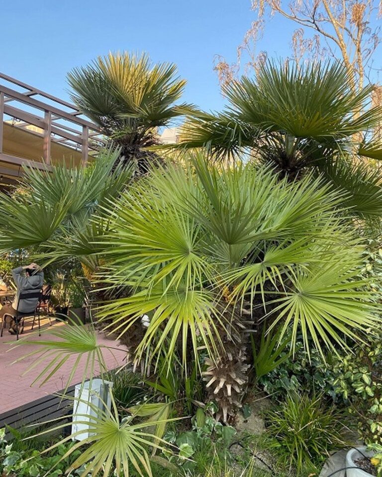 21 Gorgeous Spiky Plants That Will Transform Your Garden