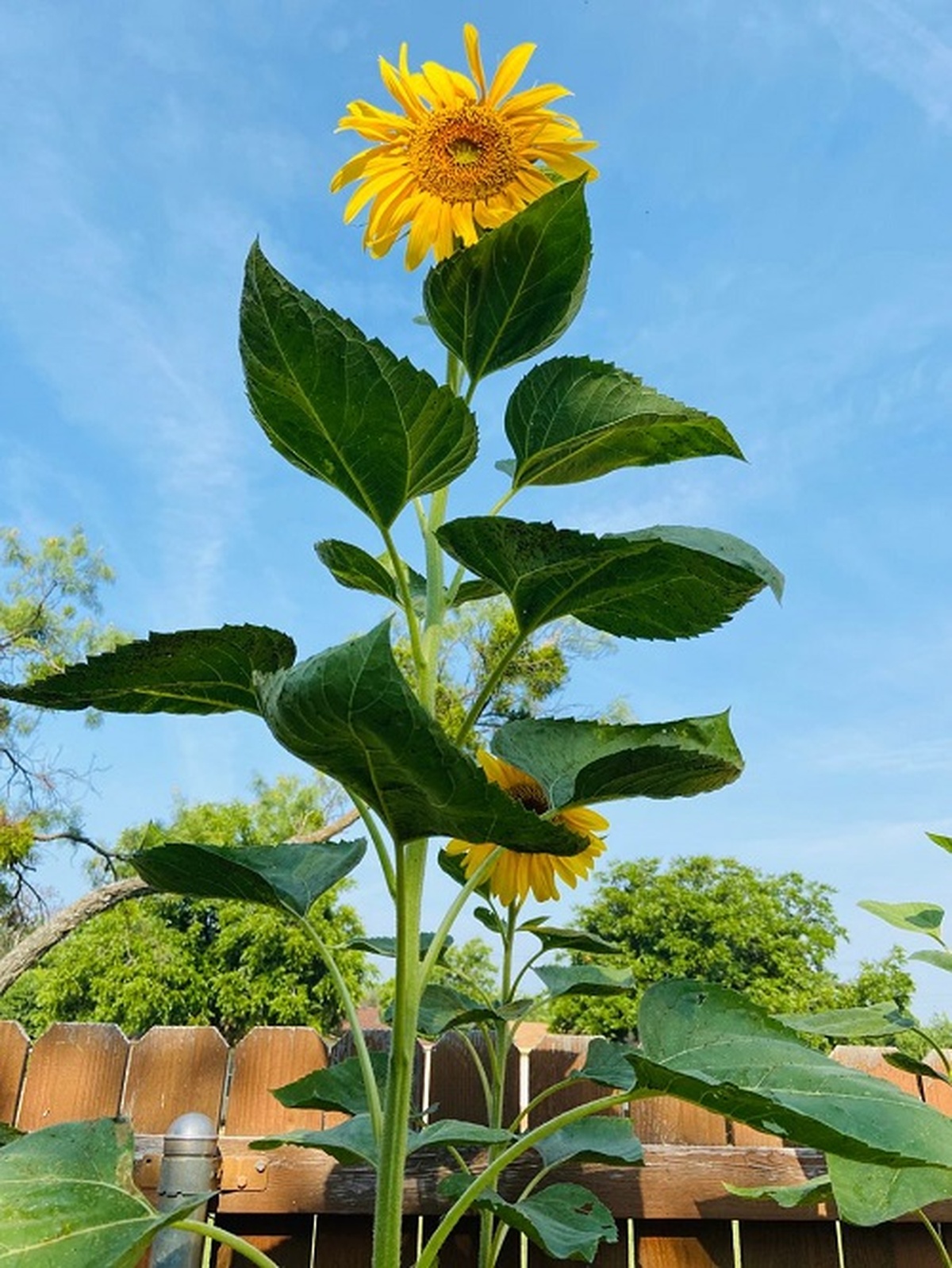 15 Stunning Giant Sunflower Varieties for Your Dream Garden