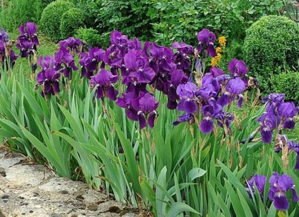 19 Beautiful Flowers That Mean Forgiveness for Heartfelt Apologies