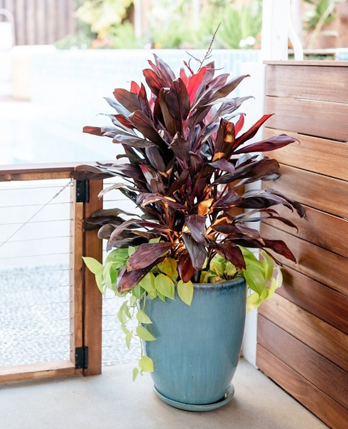15 Stunning Hawaiian Indoor Plants for a Tropical Paradise