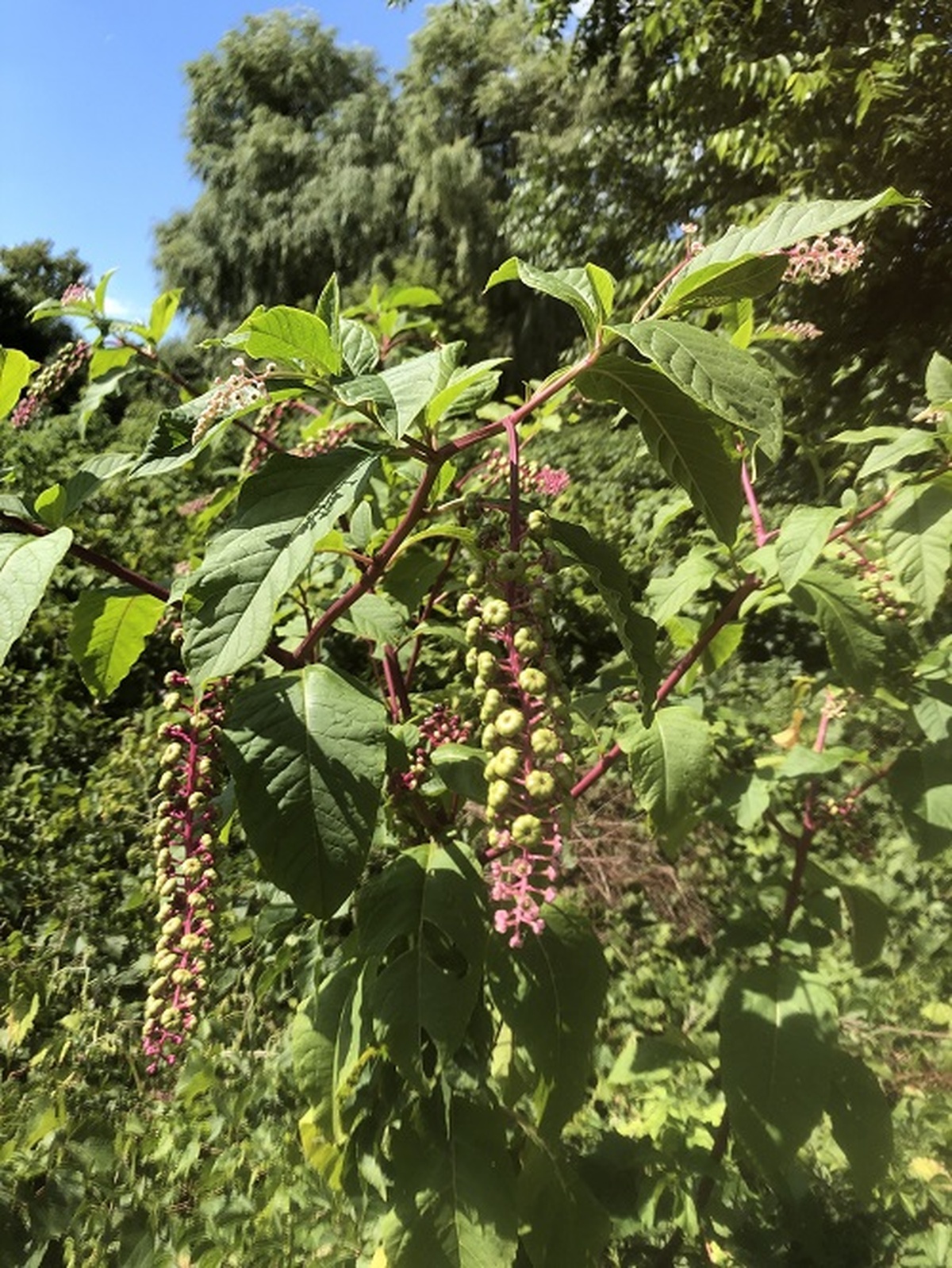 7 Fascinating Weeds that Look Like Trees - Spot These Garden Mimics!