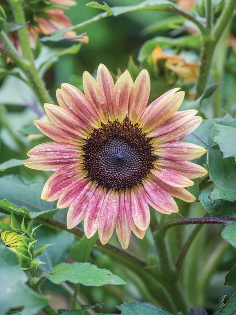 31 Stunning Sunflower Colors That Will Brighten Your Garden