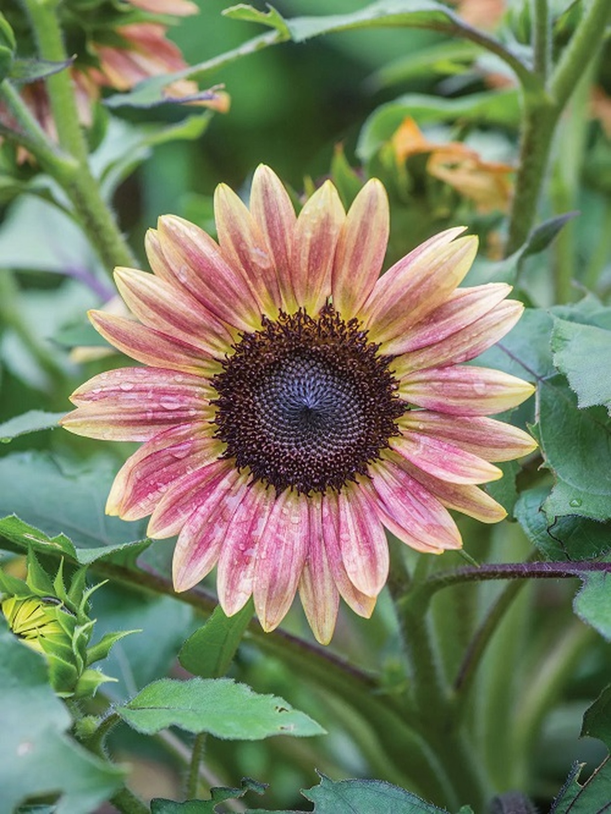 9 Gorgeous Pink Sunflower Varieties to Brighten Your Garden