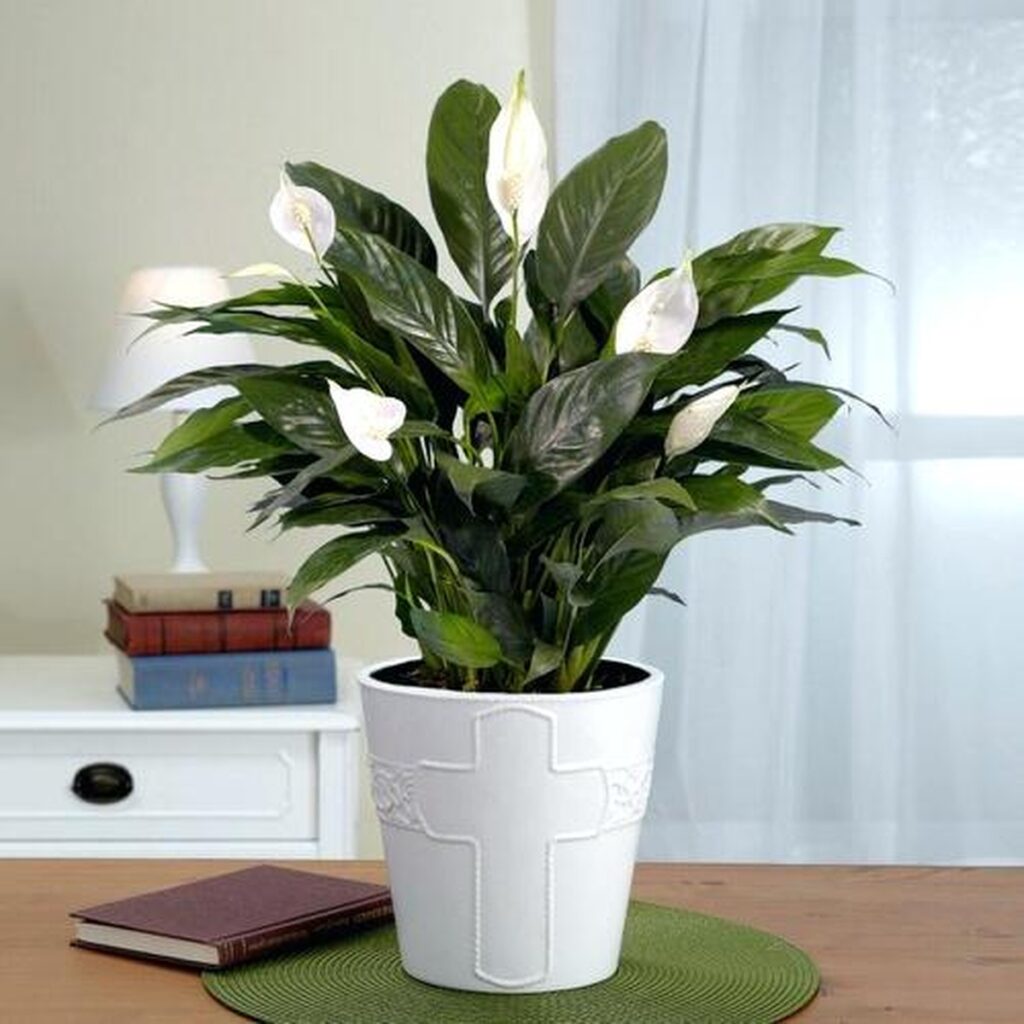 17 Amazing Lucky Plants and Flowers for Fortune That Dazzle