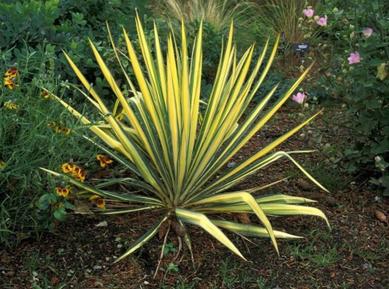24 Stunning Yucca Plant Varieties for Your Garden Paradise
