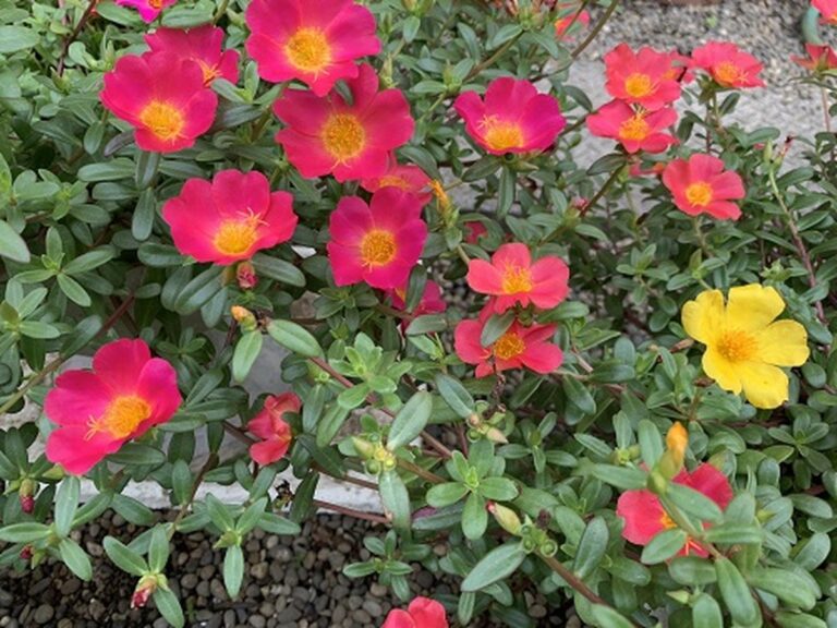 29 Stunning Portulaca Varieties That Brighten Every Garden