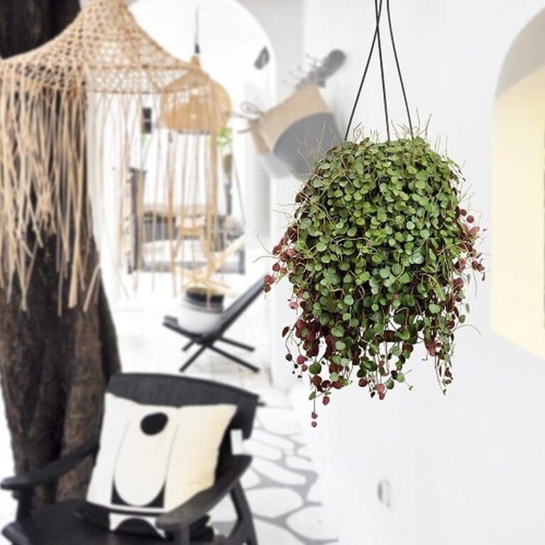 30 Gorgeous Trailing Foliage Plants for Hanging Baskets and Windowboxes
