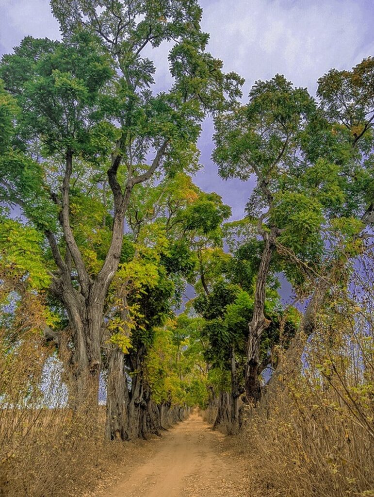 43 Must-Known Trees That Start With S