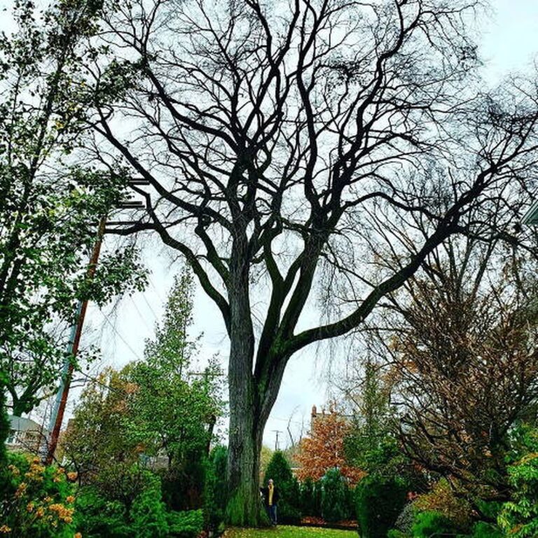 21 Beautiful Types of Elm Trees: Your Simple Identification Guide
