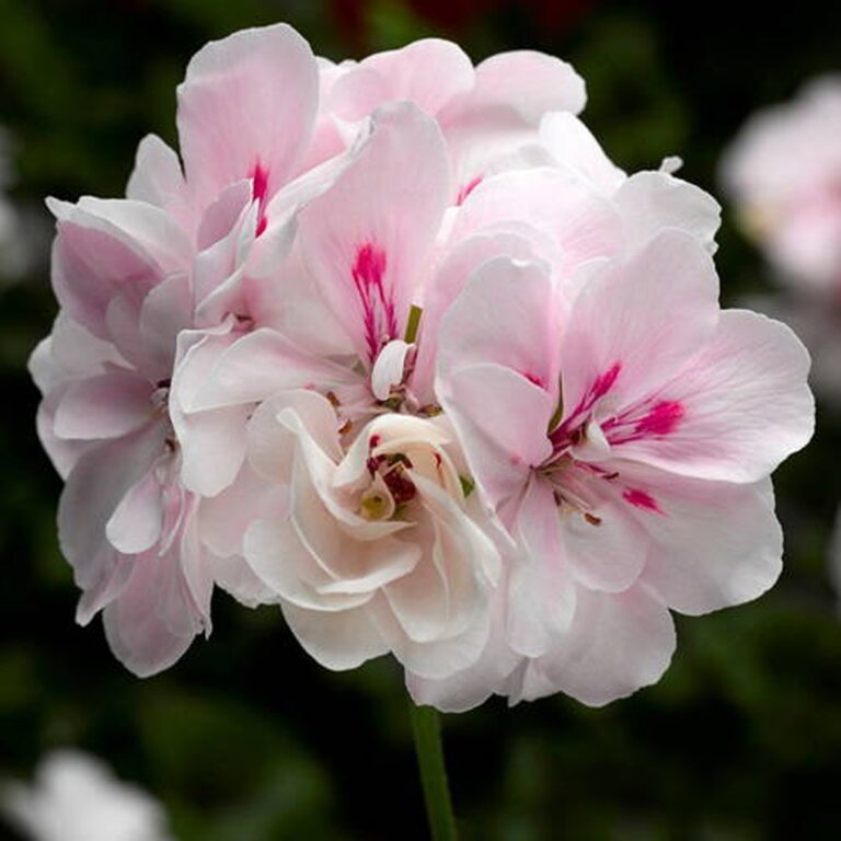 21 Lovely White Geranium Types to Brighten Your Garden