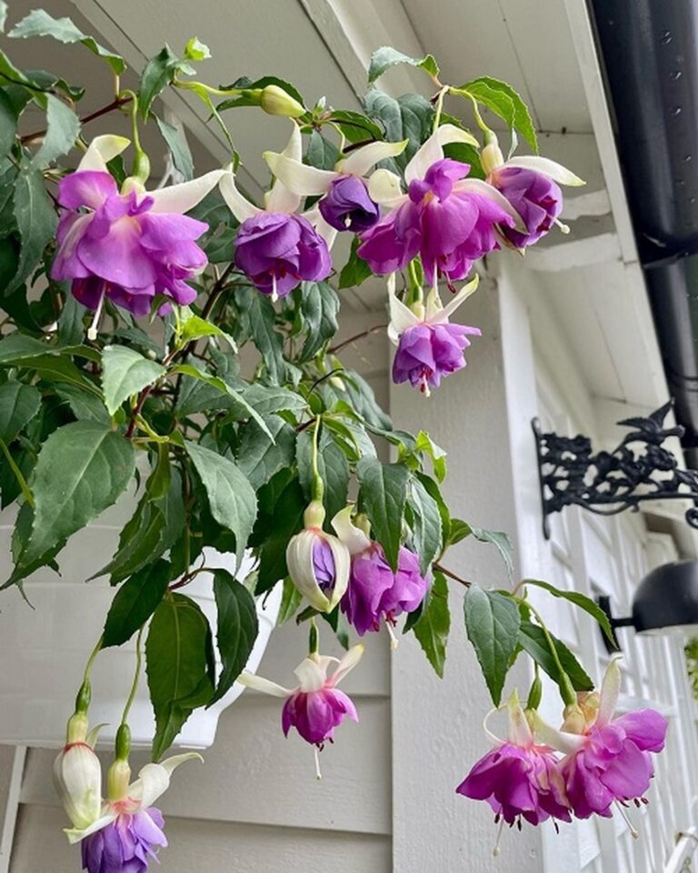 16 Gorgeous Fuchsia Variety Colors That Gardeners Adore