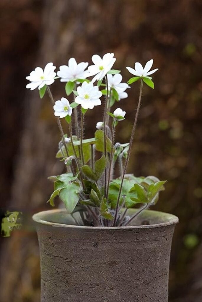 13 Gorgeous Spring Flowers in Michigan to Brighten Your Garden