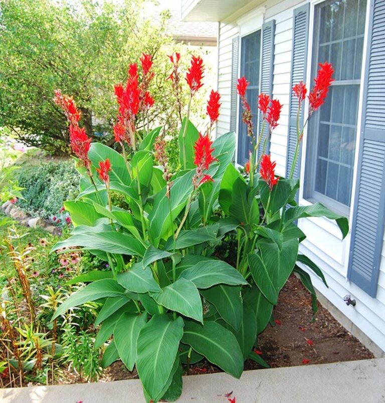 17 Stunning Tall Canna Lily Varieties - How Giant Can They Grow?
