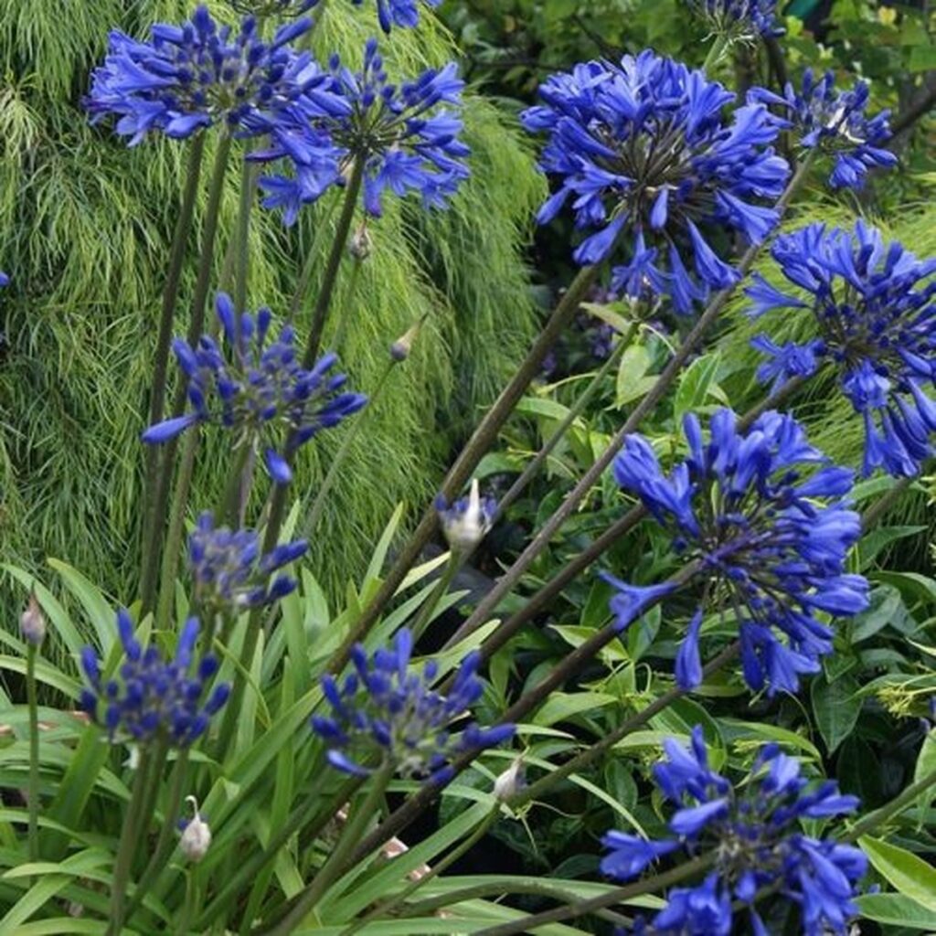 17 Stunning Navy Blue Flowers to Brighten Your Garden