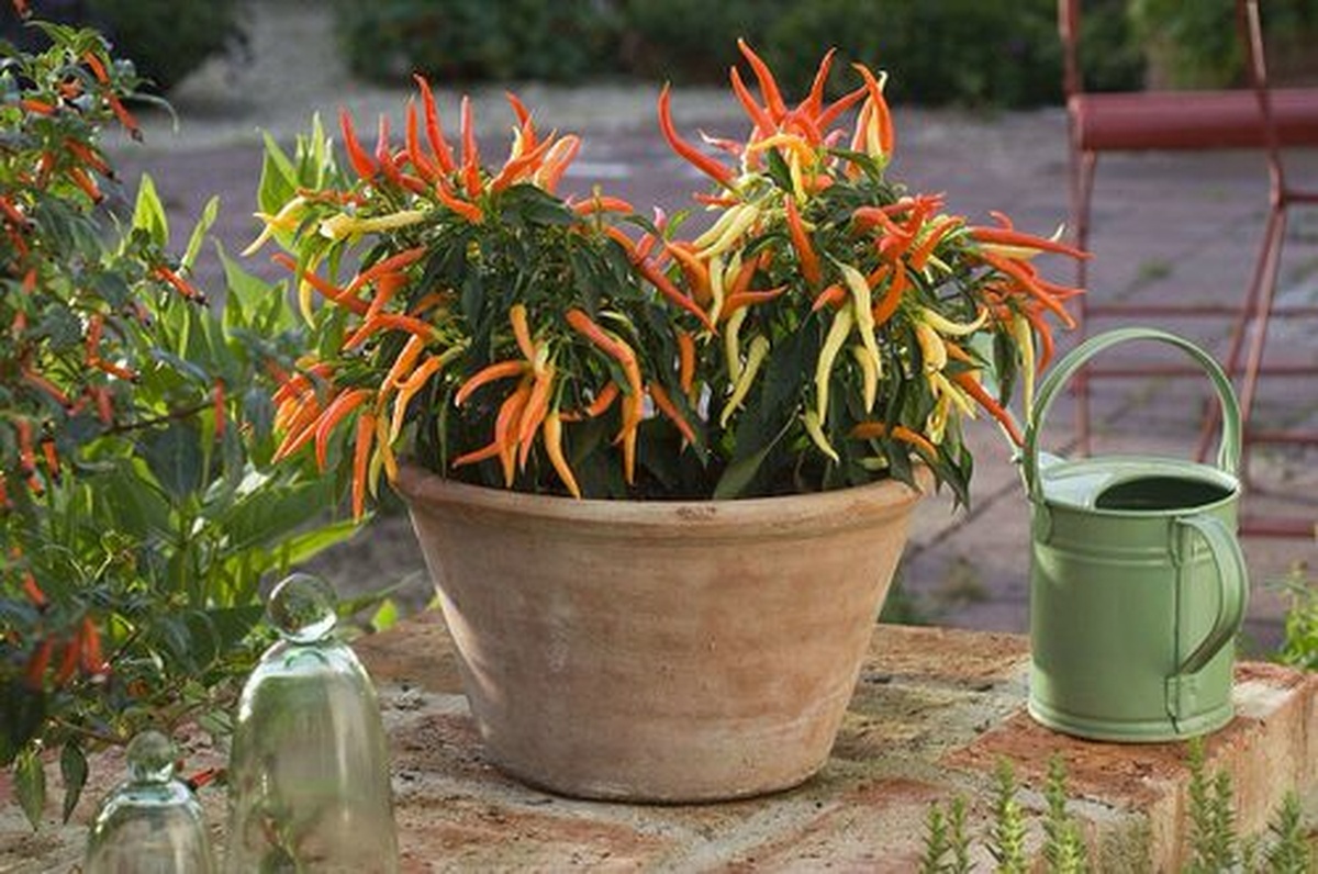 15 Stunning Ornamental Pepper Varieties: Can You Eat Them?
