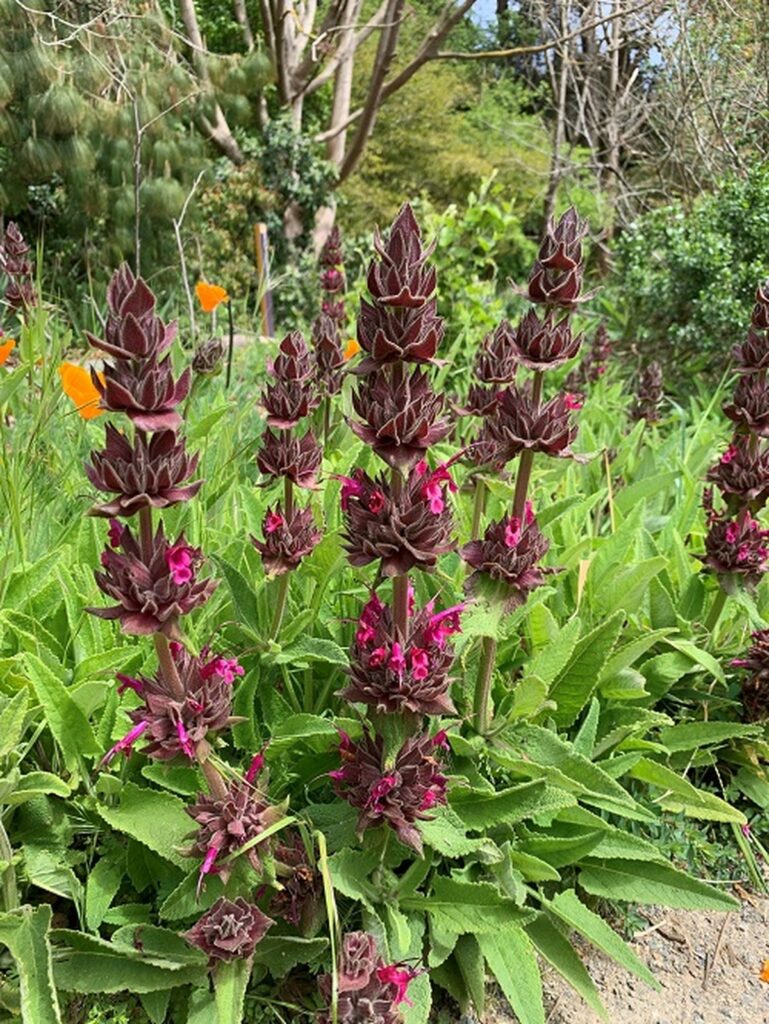 52 Amazing California Native Plants for Your Dreamy Garden