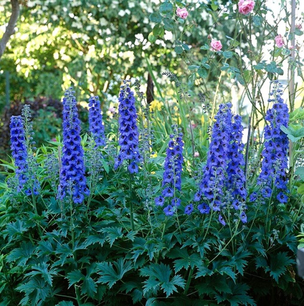 16 Stunning Dark Blue Flowers to Enchant Your Garden