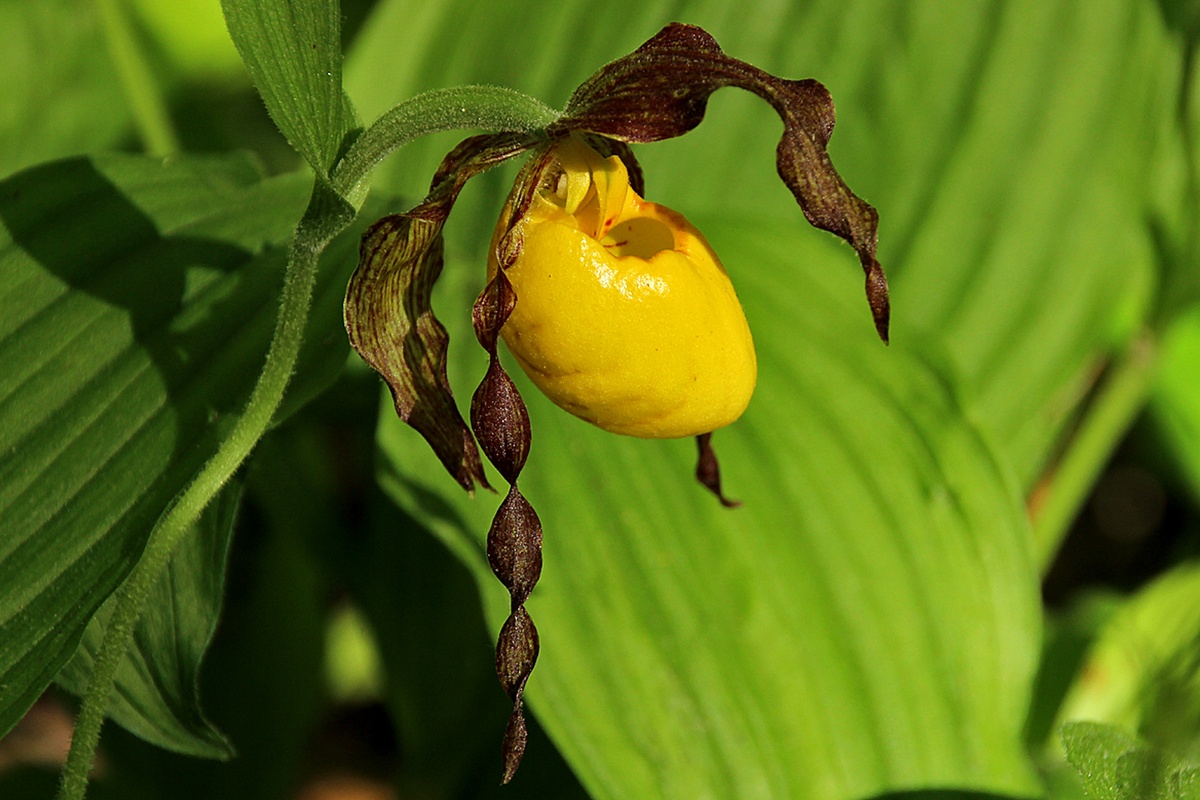 13 Beautiful Flowers That Look Like Cats - Nature's Adorable Mimics