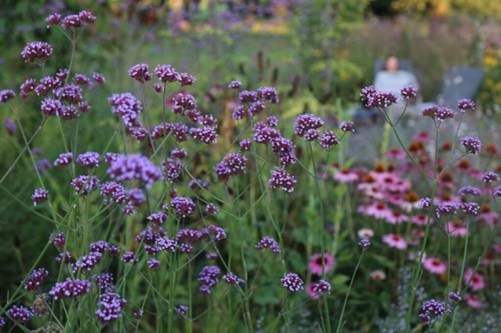 36 Gorgeous Violet Flowers to Brighten Your Garden Today