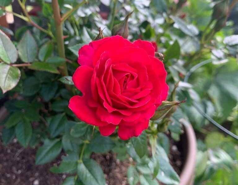 12 Adorable Smallest Rose Varieties for Containers to Know