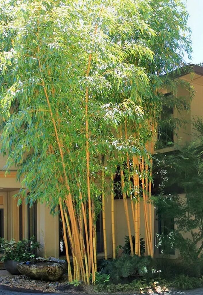 24 Beautiful Bamboo Types for Container and Garden Growing