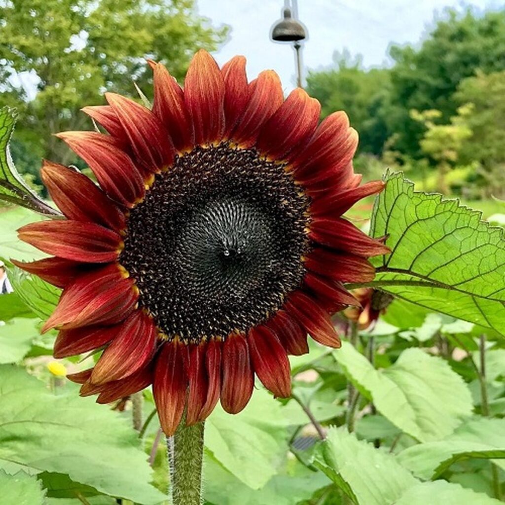 15 Popular Red Sunflower Varieties To Know