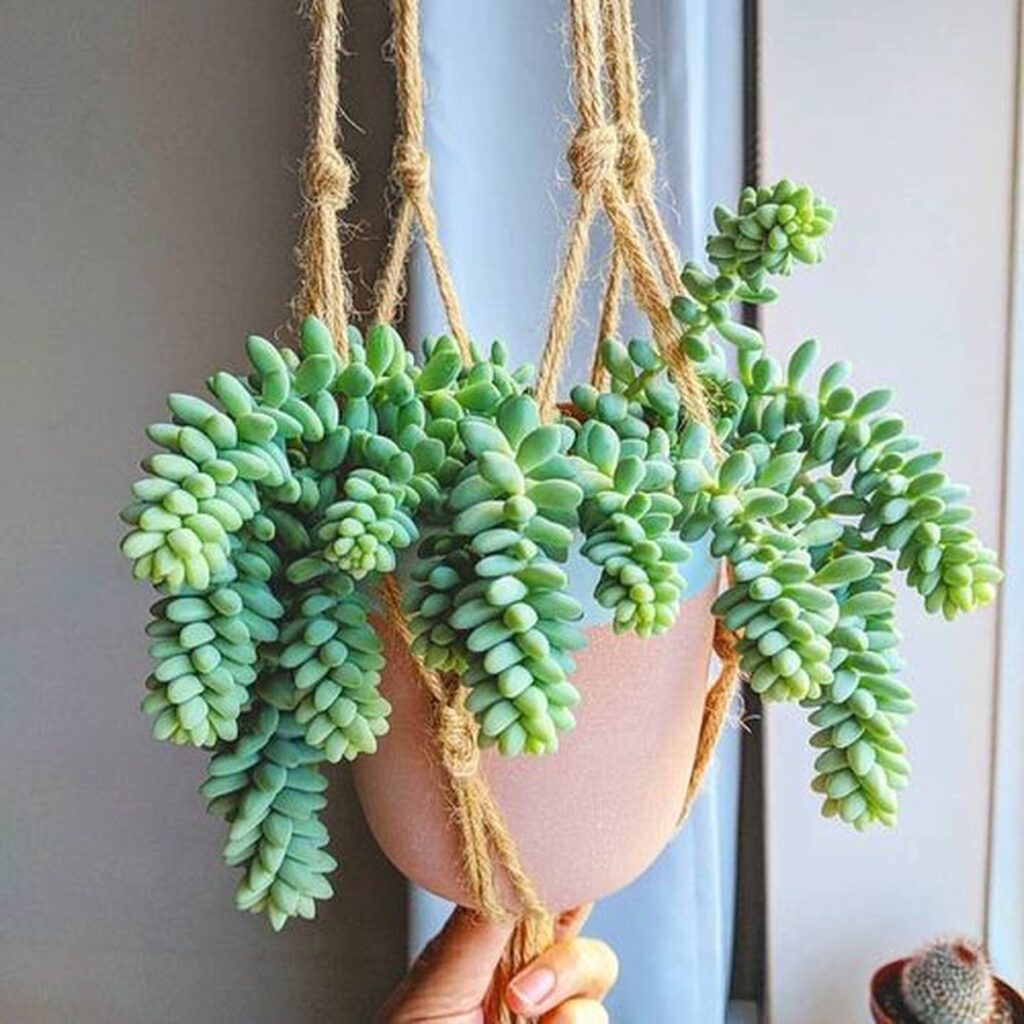 30 Gorgeous Trailing Foliage Plants for Hanging Baskets and Windowboxes