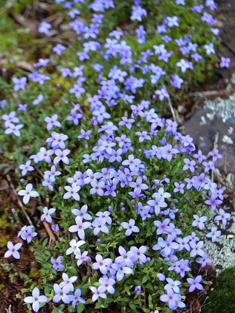30 Stunning Weeds with Blue Flowers That Brighten Any Garden