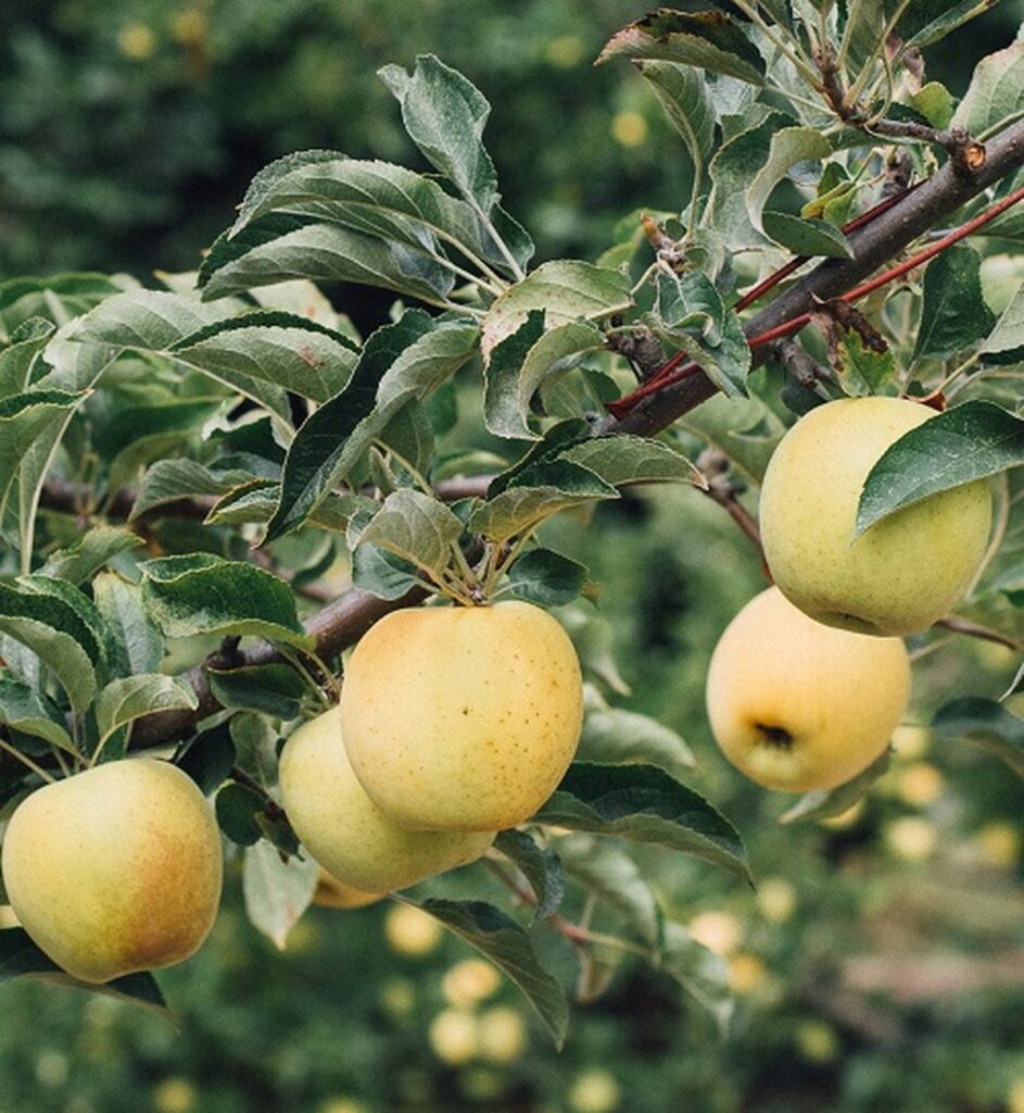 27 Delicious Yellow Apple Varieties Perfect For Your Garden