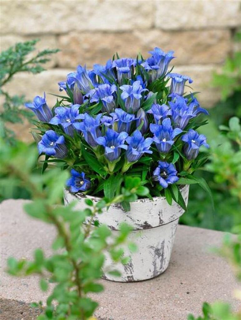 36 Stunning Blue Flowers That Thrive Beautifully in Containers
