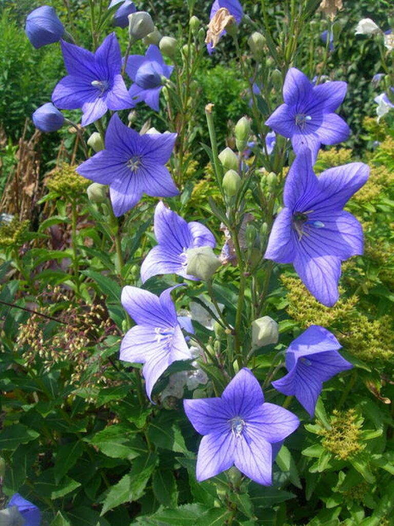 26 Fascinating Milky Sap Plants Every Garden Lover Should Know