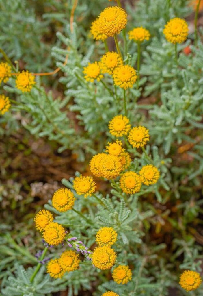 15 Eerie Flowers With Negative Meanings to Watch Out For