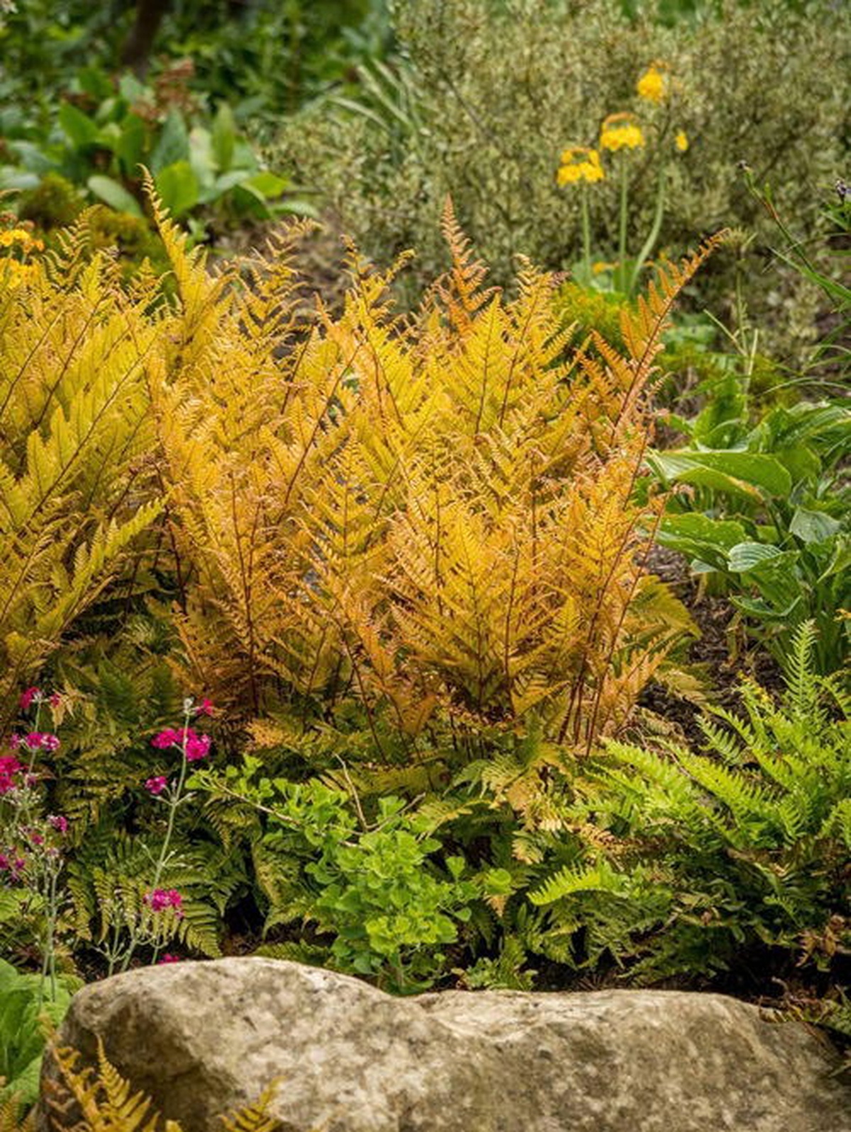 7 Best Yellow Ferns: Stunning Naturally Golden Beauties