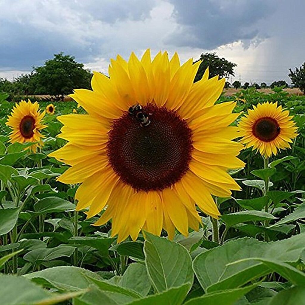 15 Stunning Giant Sunflower Varieties for Your Dream Garden