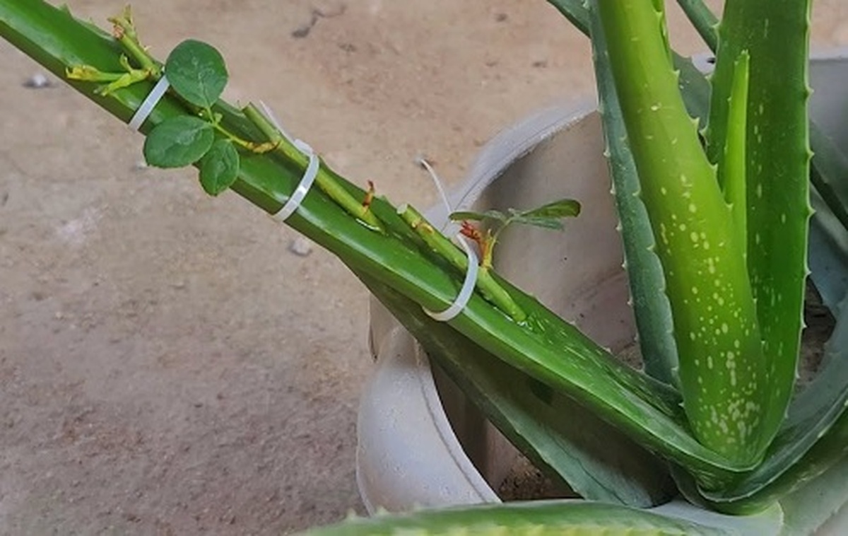 8 Simple Yet Magical Ways to Propagate Roses From Cuttings