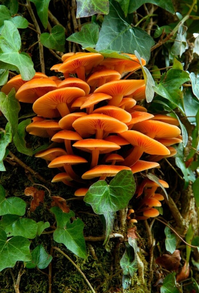 23 Stunning Mushrooms that Look Like Flowers to Discover Today